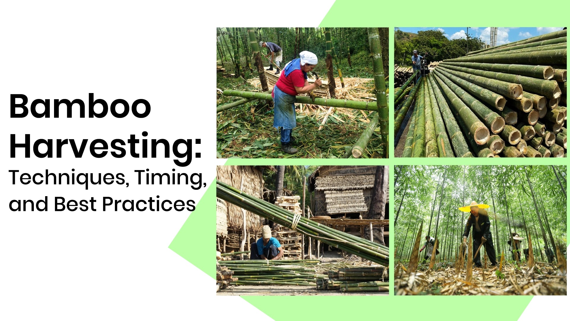 Bamboo Harvesting: Techniques, Timing, and Best Practices | Meserii